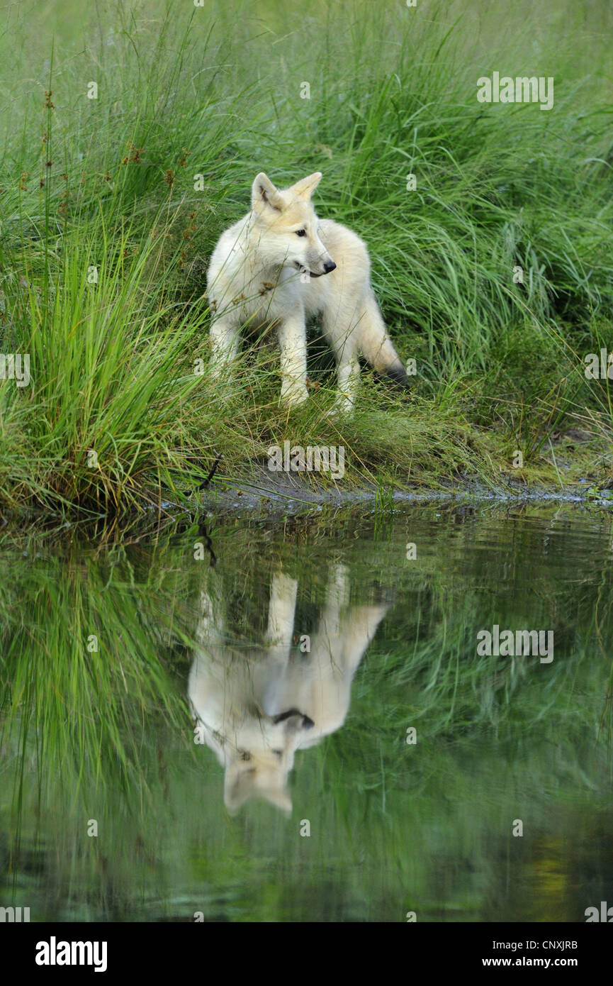 arctic wolf, tundra wolf (Canis lupus albus, Canis lupus arctos), wolf ...