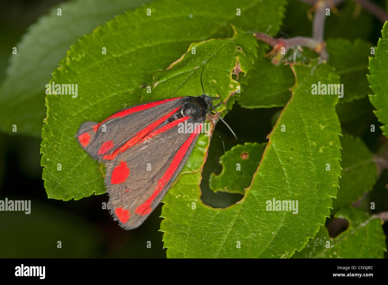 cinnabar moth (Tyria jacobaeae), sitting on an leaf, Germany Stock ...