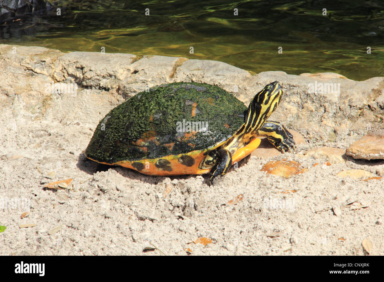 Terrapin in the water hi-res stock photography and images - Alamy