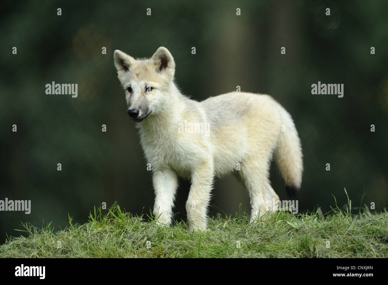 arctic wolf, tundra wolf (Canis lupus albus, Canis lupus arctos), wolf ...