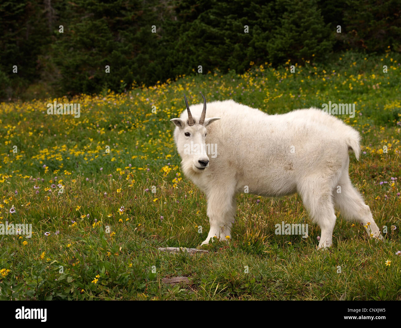 Mountain goat (Oreamnos americanus), standing in a meadow looking back ...