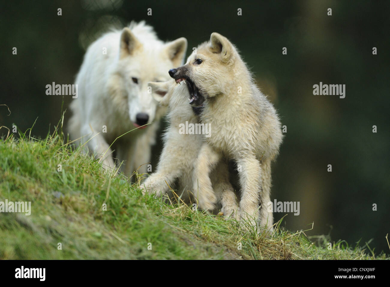 arctic wolf, tundra wolf (Canis lupus albus, Canis lupus arctos), wolf ...