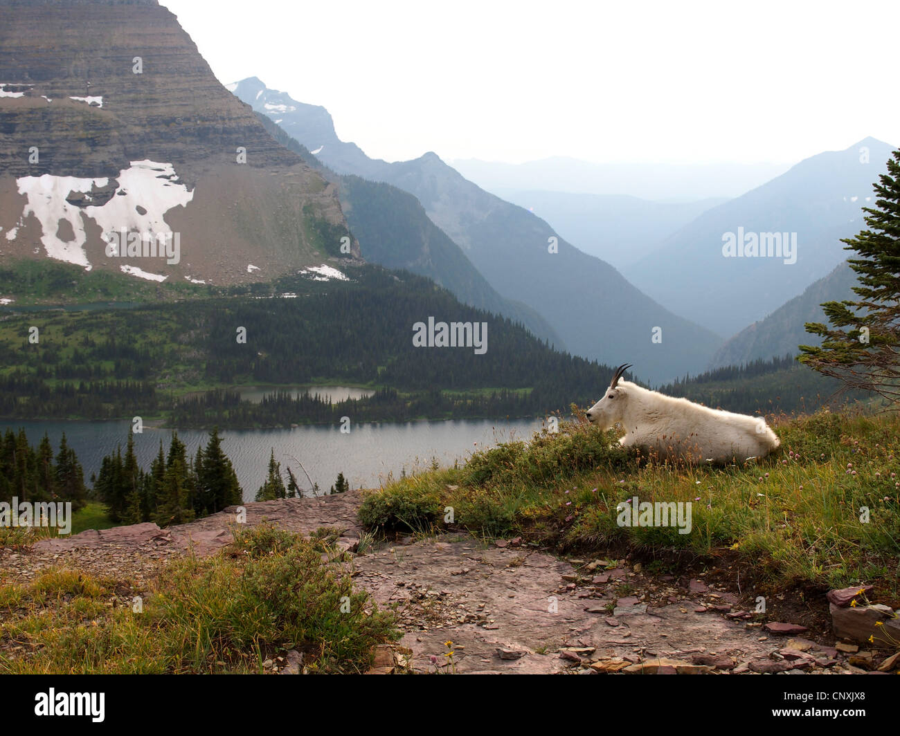 Mountain goat (Oreamnos americanus), lying at a mountain lake, USA ...