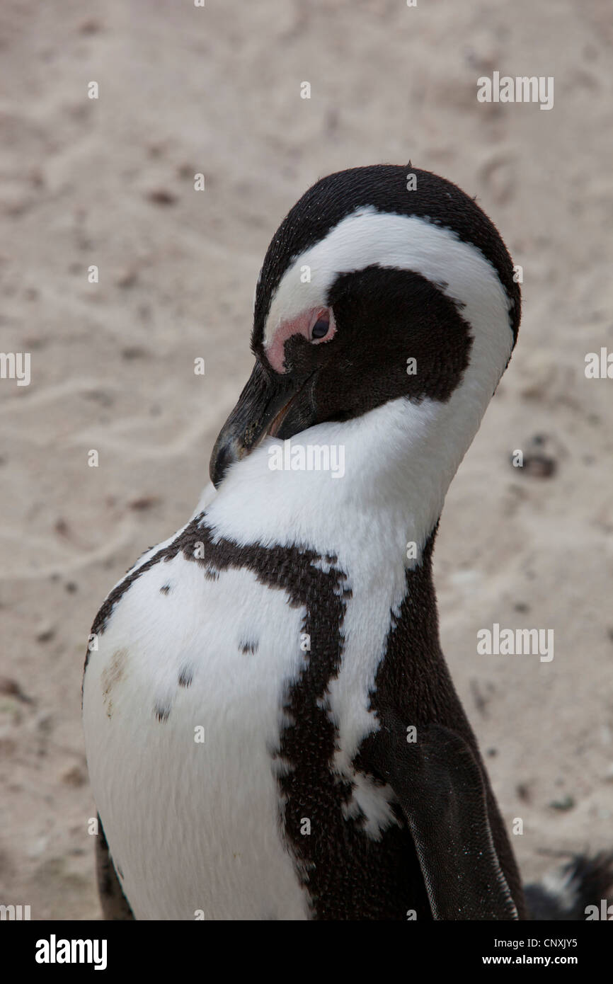 An African penguin cleaning itself at Boulders Beach, Simon's Town ...