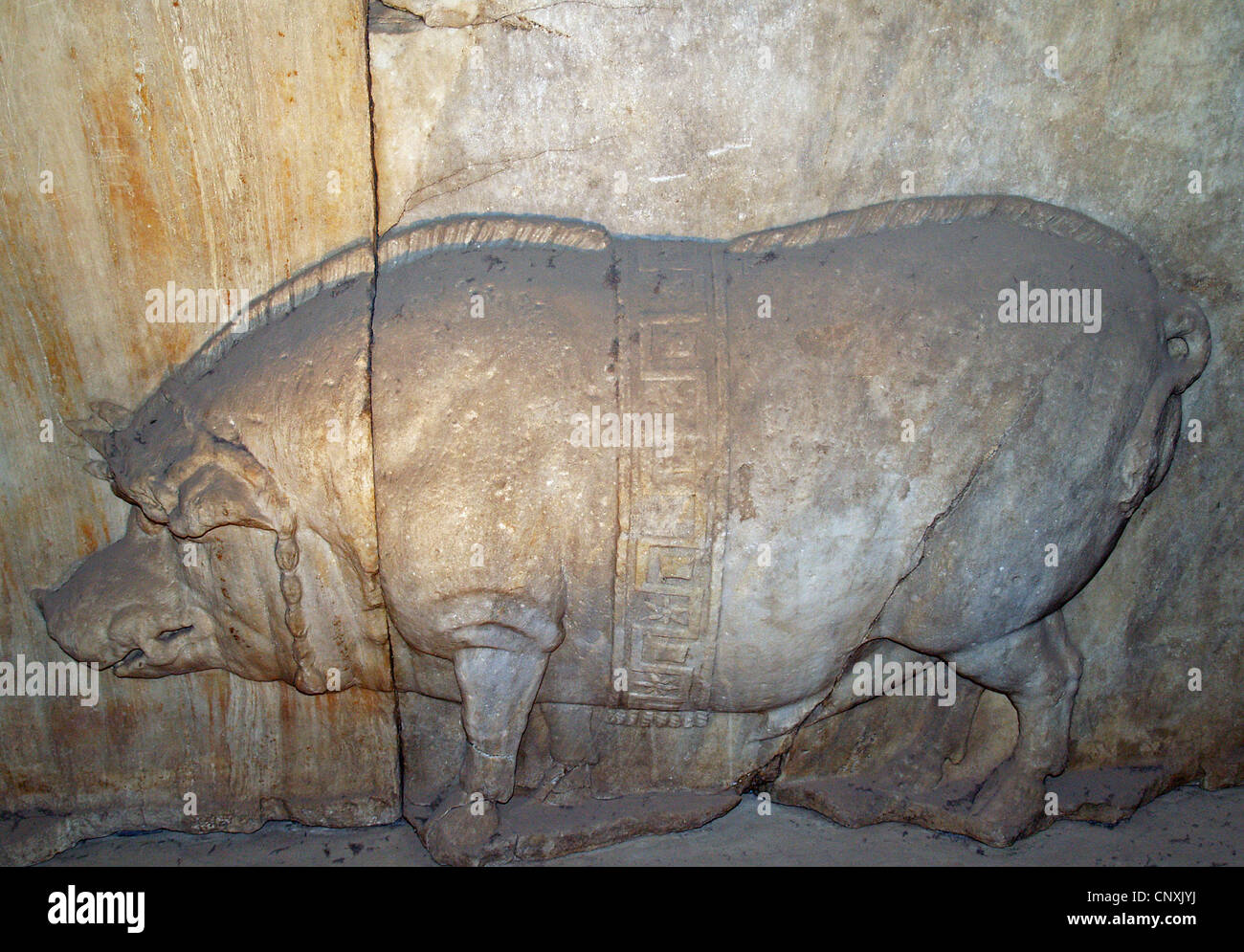 Bas-relief of a pig in the Curia of Roman Forum,Rome Stock Photo - Alamy