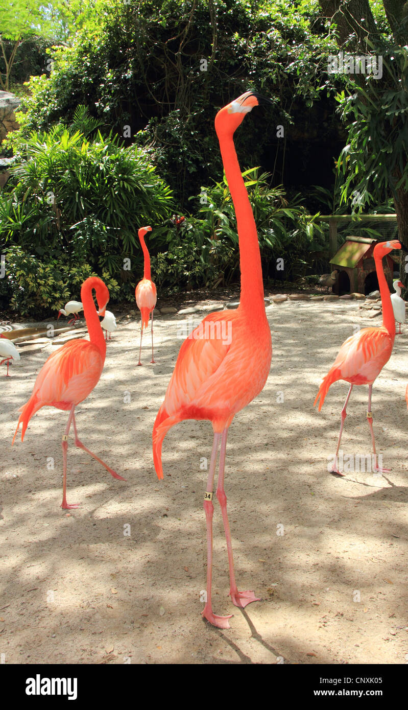 Flamingos standing tall in the sun Stock Photo - Alamy