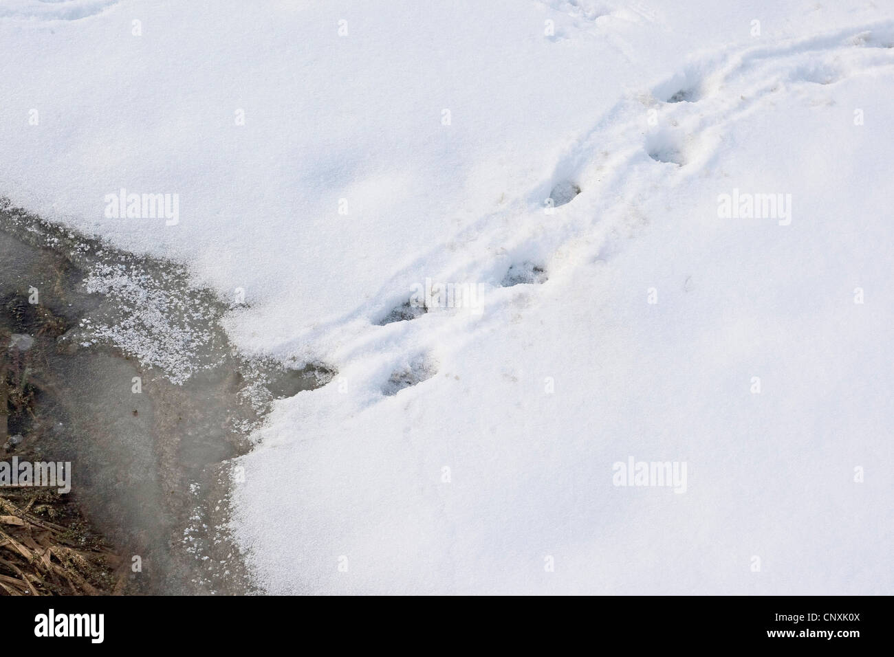 European river otter, European Otter, Eurasian Otter (Lutra lutra ...