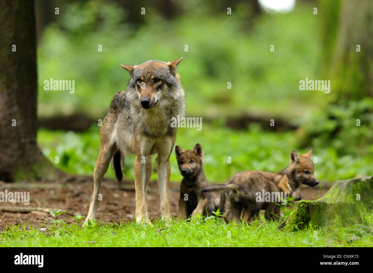 European gray wolf (Canis lupus lupus), standing with three wolf cubs in forest, Germany ...