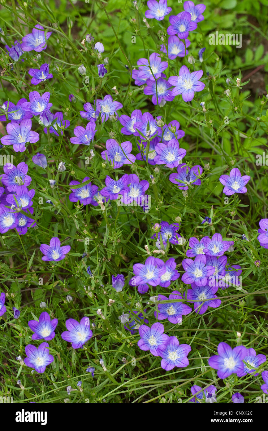 Venus`Looking Glass (Legousia pentagonia), blooming Stock Photo - Alamy