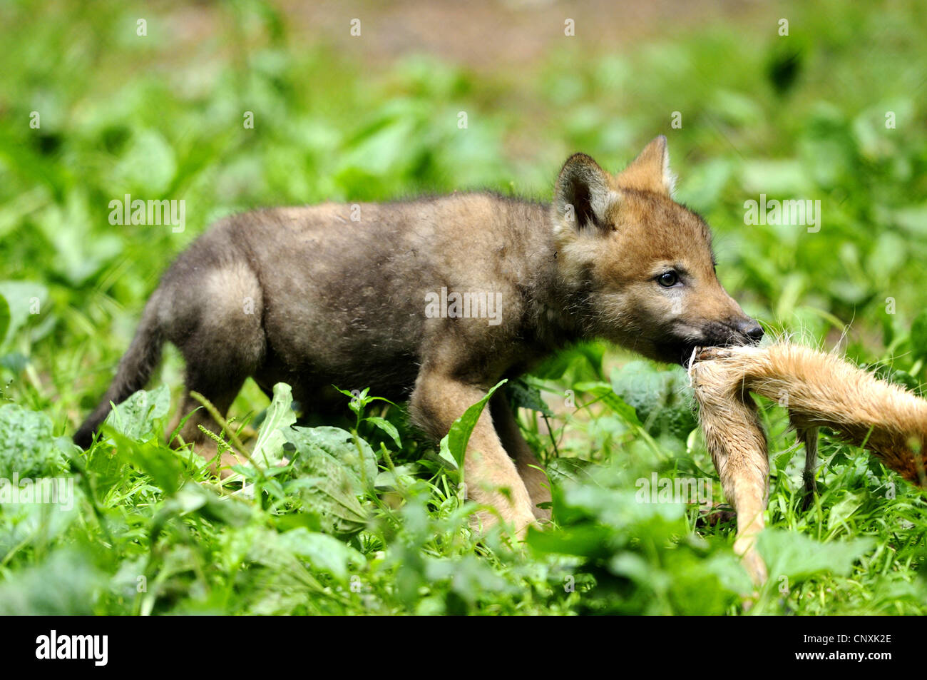 European gray wolf (Canis lupus lupus), wolf cub with , Germany ...
