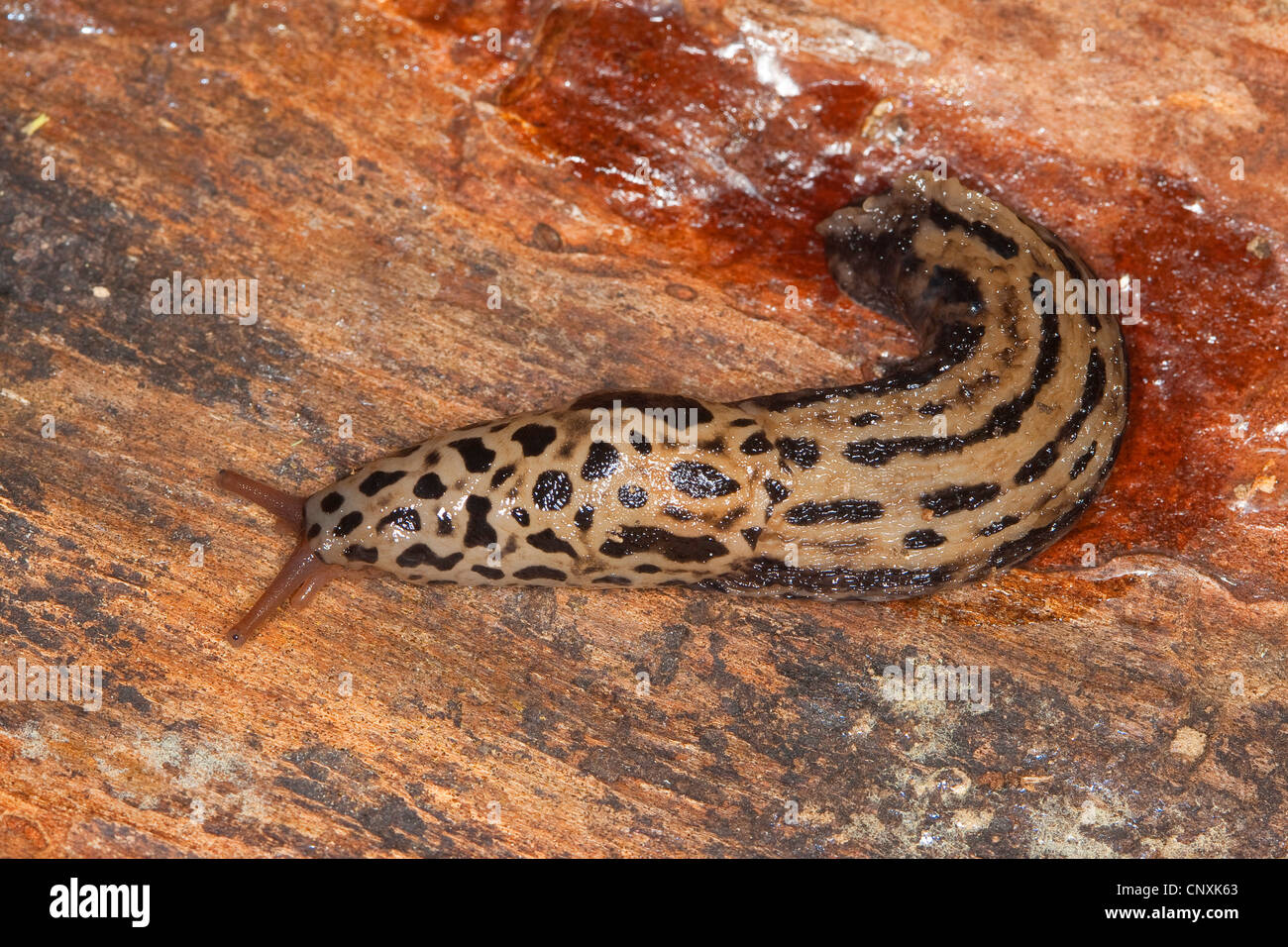 giant gardenslug, European giant gardenslug, great grey slug, spotted ...