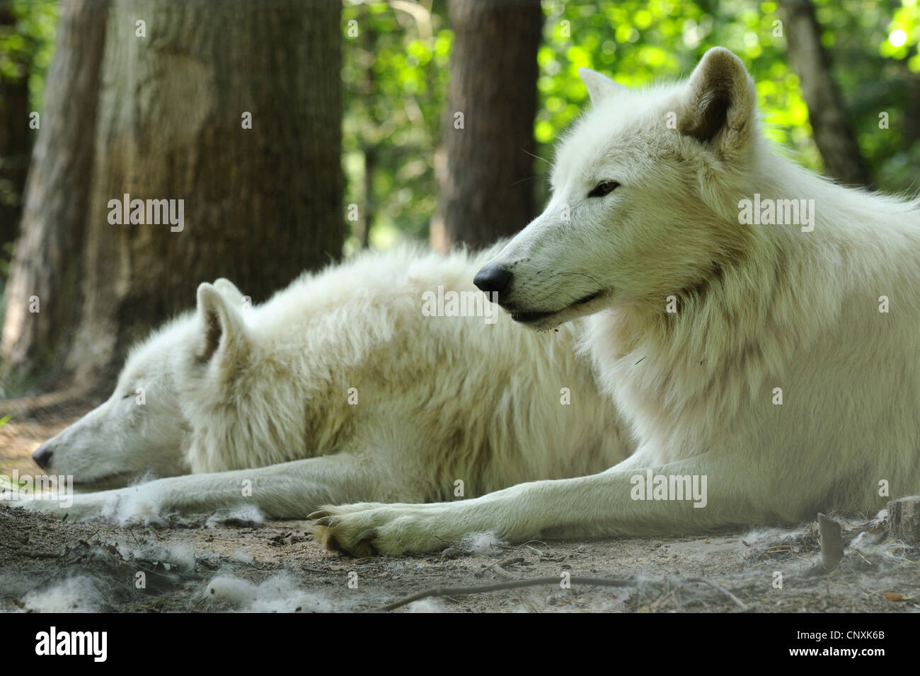 arctic wolf, tundra wolf (Canis lupus albus, Canis lupus arctos), two ...