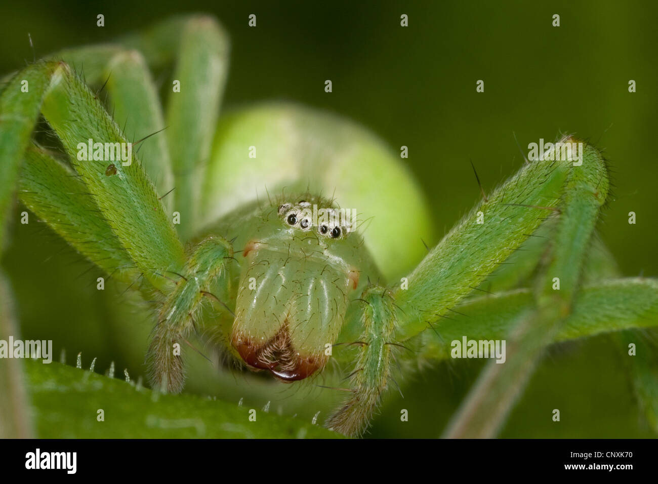 green spider, Green huntsman spider (Micrommata rosea, Micrommata ...