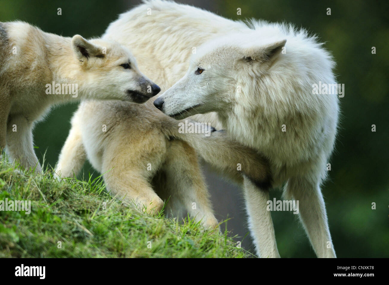 arctic wolf, tundra wolf (Canis lupus albus, Canis lupus arctos), she ...