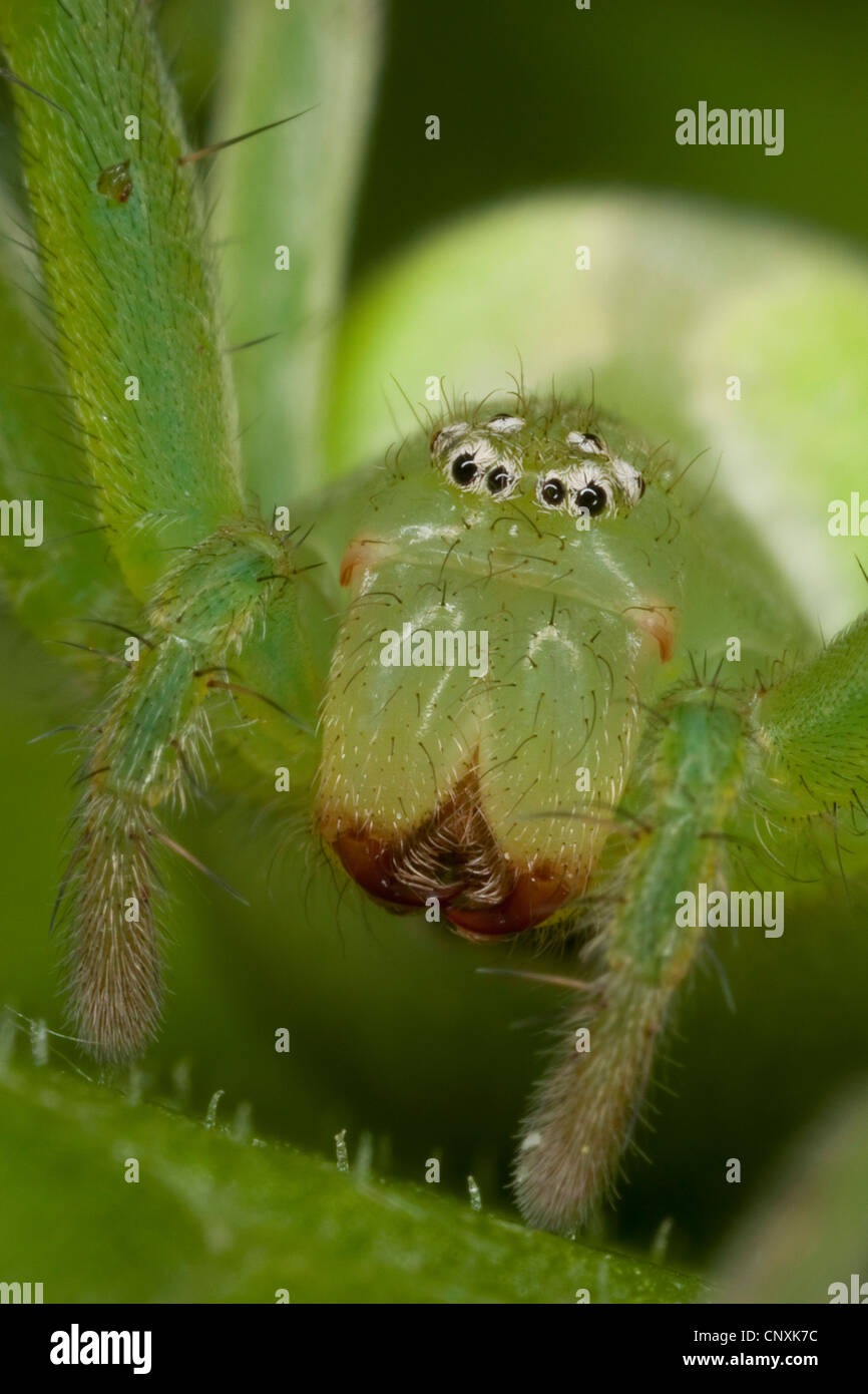 green spider, Green huntsman spider (Micrommata rosea, Micrommata ...