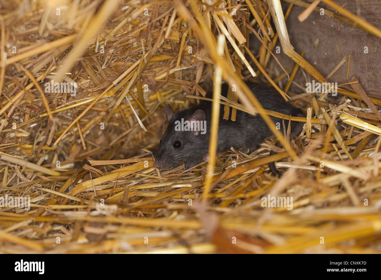 black rat, roof rat, house rat, ship rat (Rattus rattus), in a stable ...