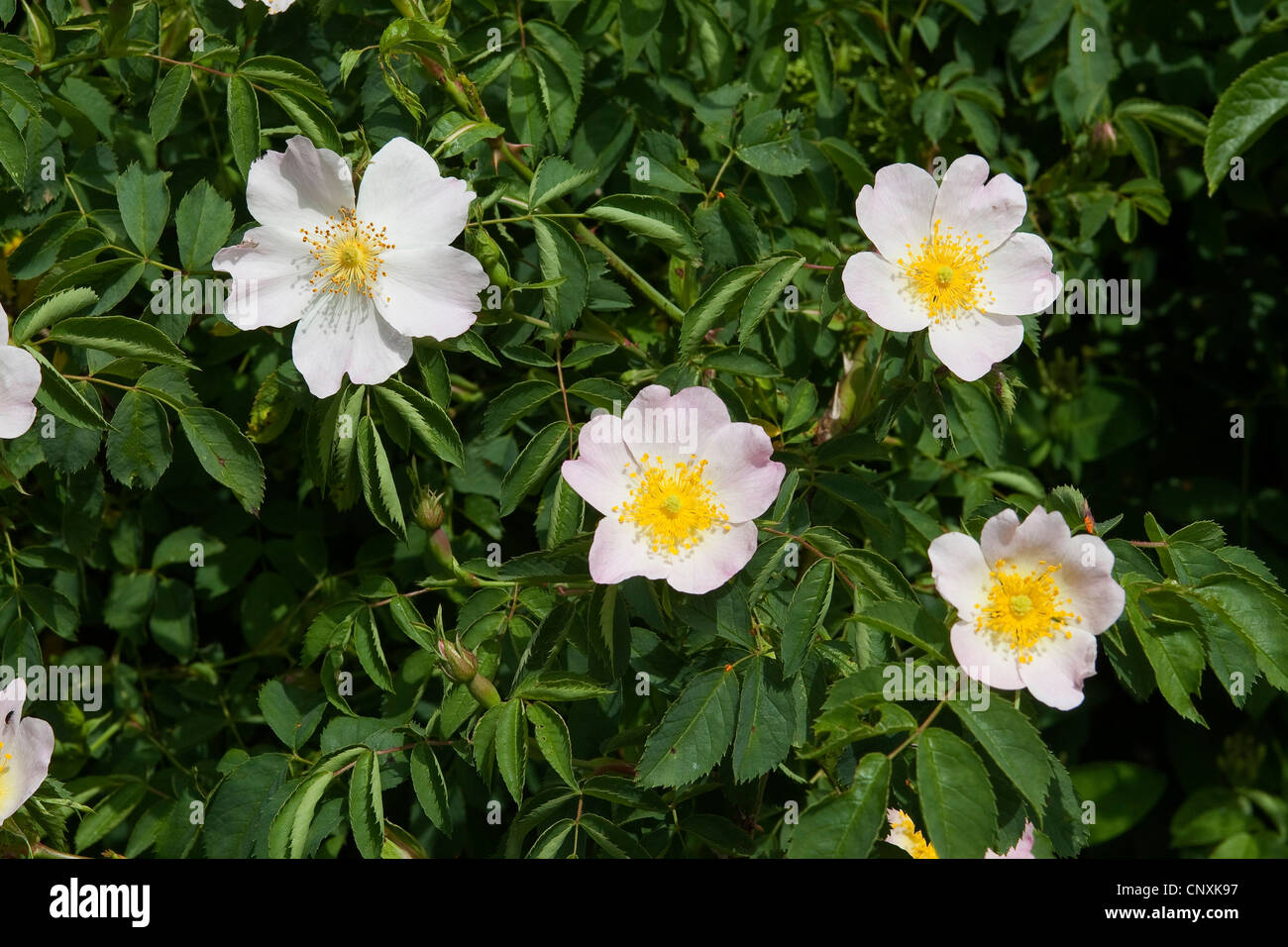 dog rose (Rosa canina), blooming, Germany Stock Photo - Alamy