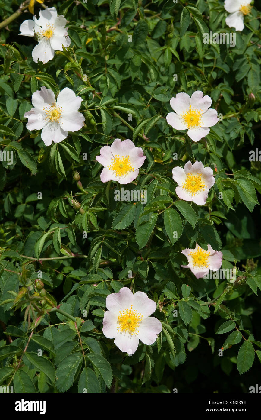 White rose germany hi-res stock photography and images - Alamy