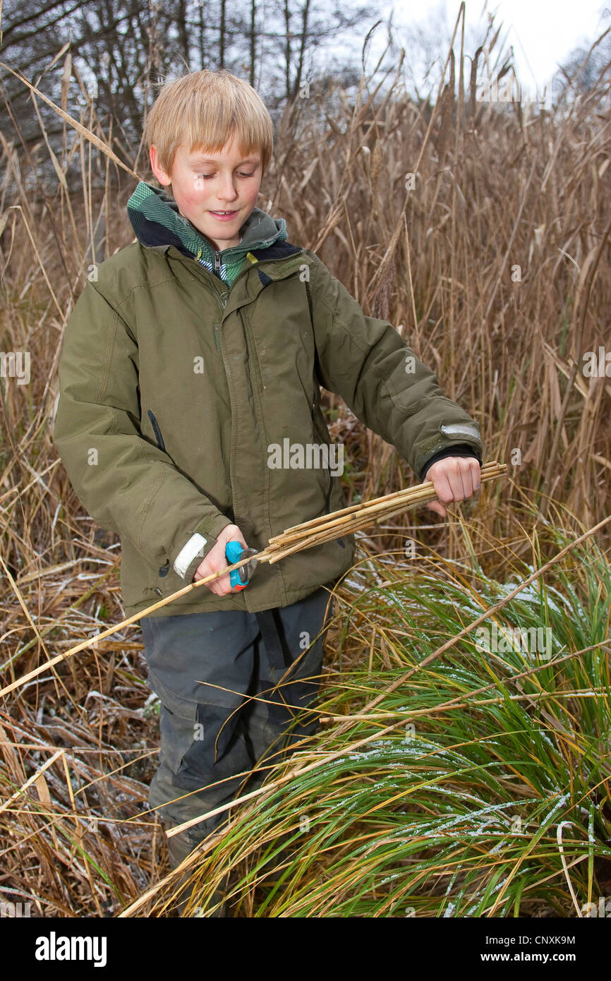 boy collecting material for building a insect hotel, Germany Stock ...