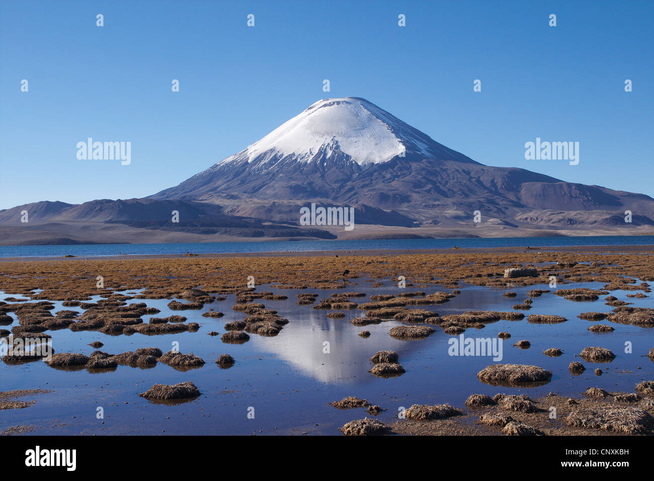 Parinacota volcano and Chungar Lake, Chile, Andes, Lauca National Park ...