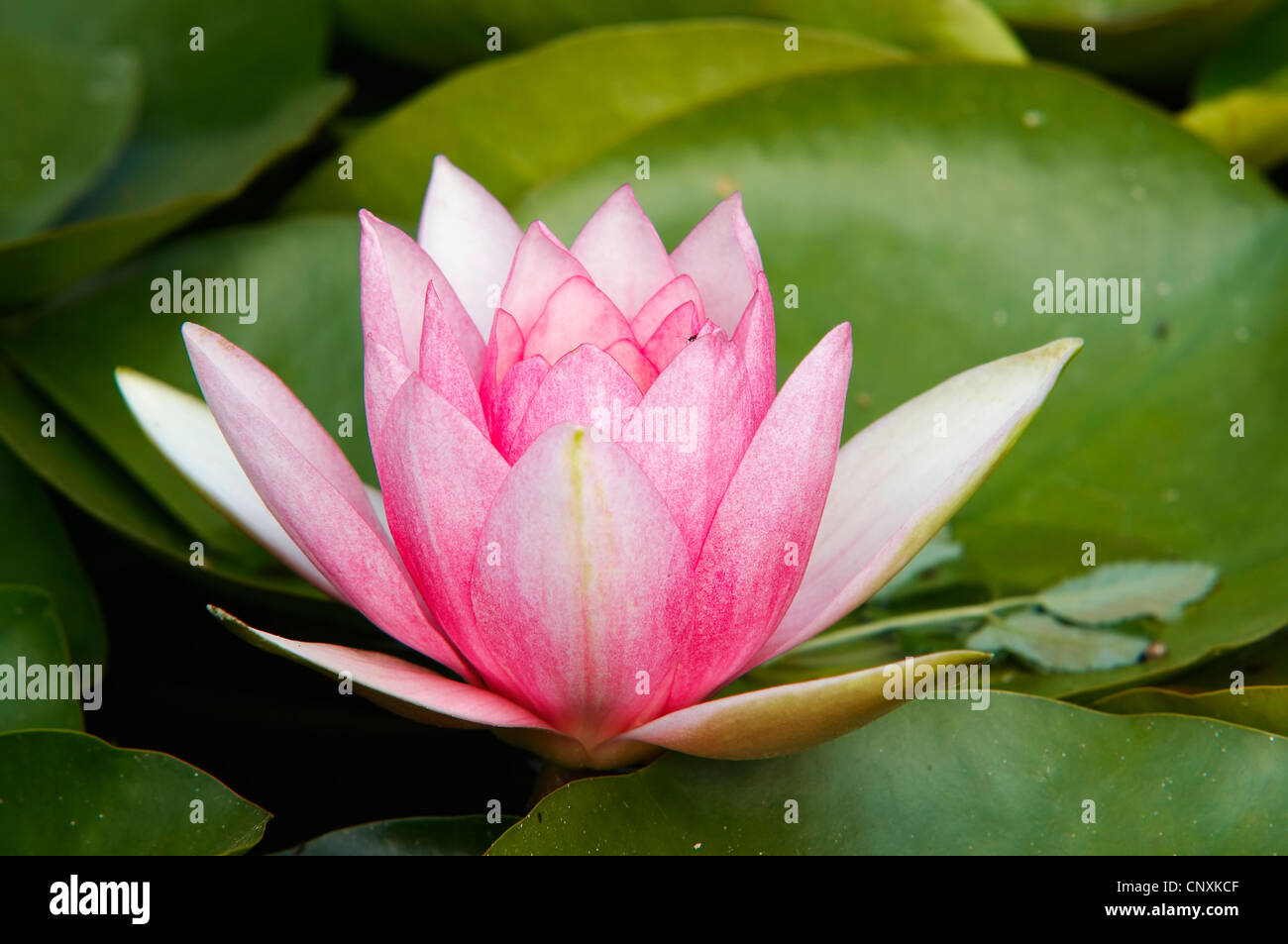 Shot of the water lily Stock Photo - Alamy