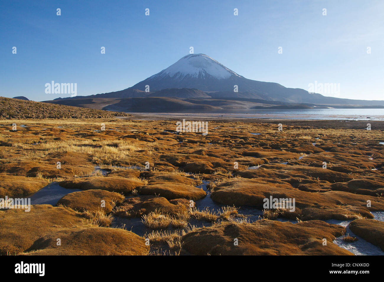 Frozen wetlands and parinacota volcano hi-res stock photography and ...
