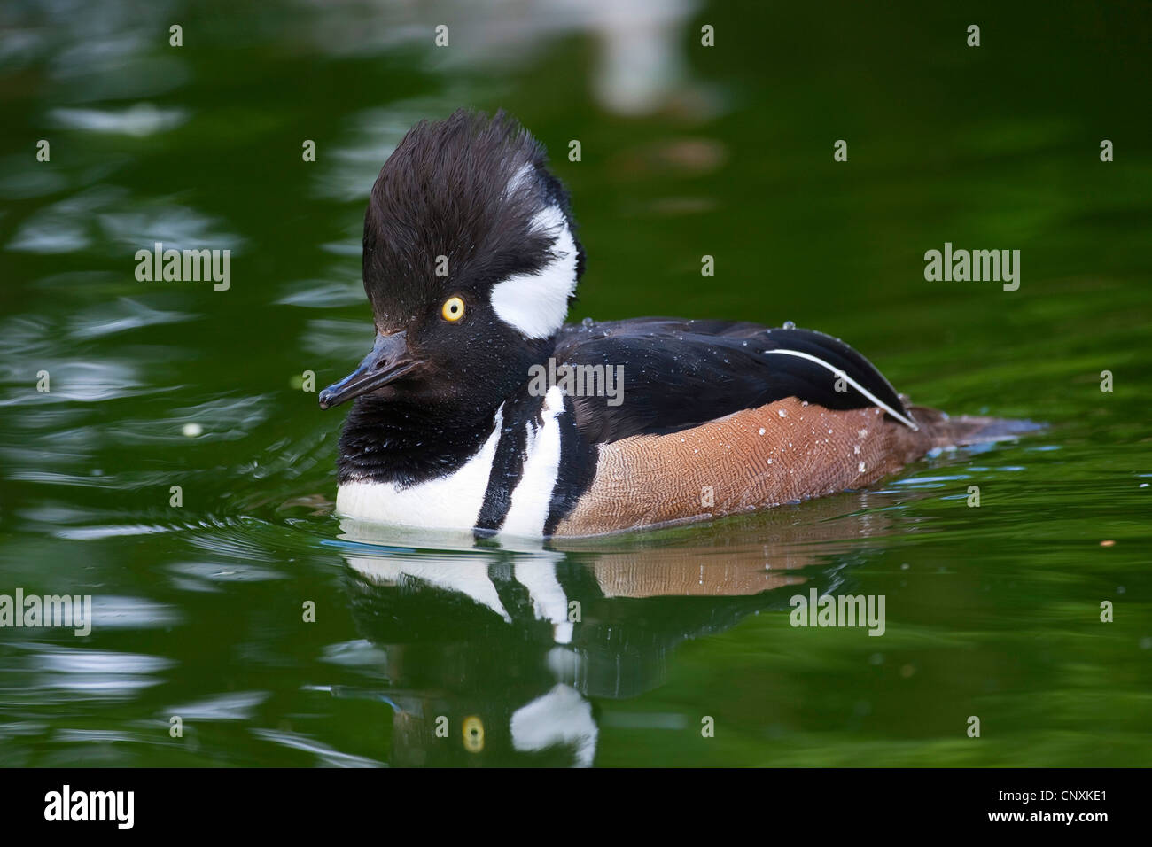 hooded merganser (Mergus cucullatus), male Stock Photo - Alamy