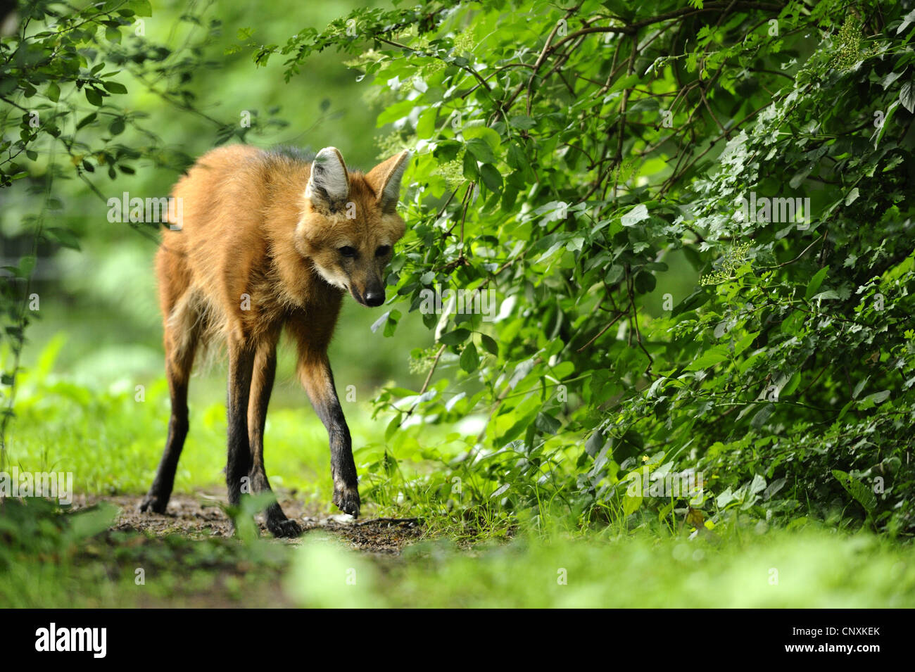 maned wolf (Chrysocyon brachyurus), in shrubbery Stock Photo - Alamy