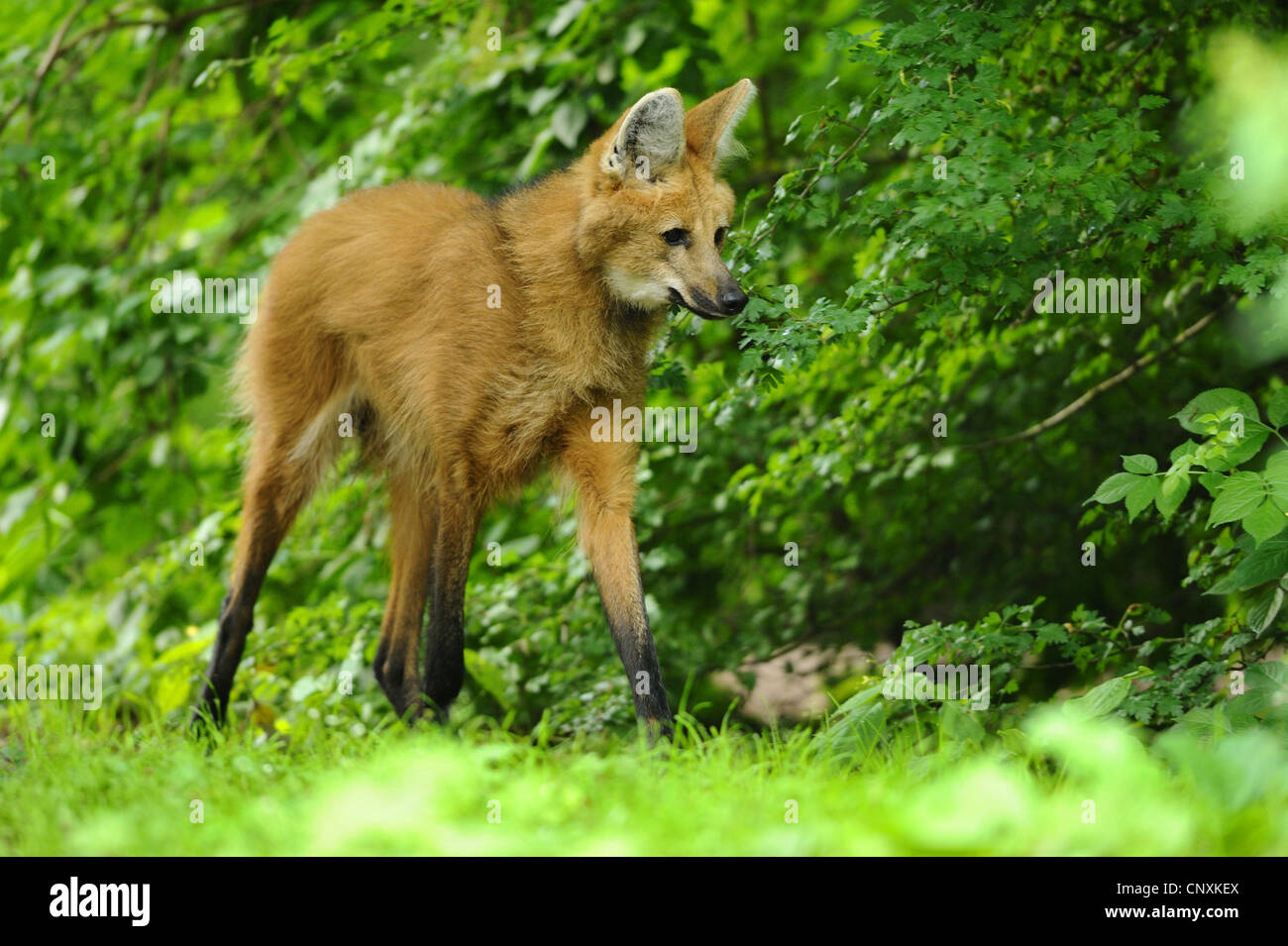 maned wolf (Chrysocyon brachyurus), in shrubbery Stock Photo - Alamy