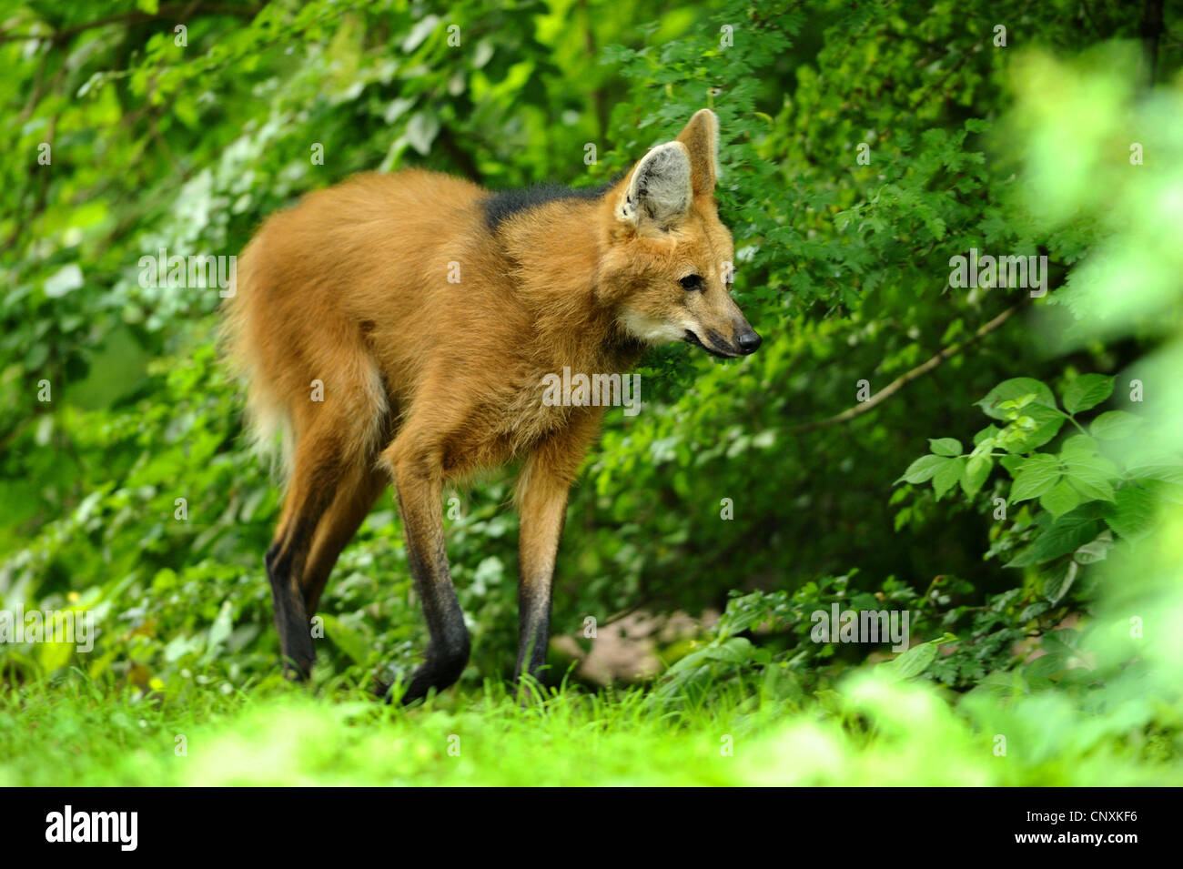 maned wolf (Chrysocyon brachyurus), standing in shrubbery Stock Photo ...