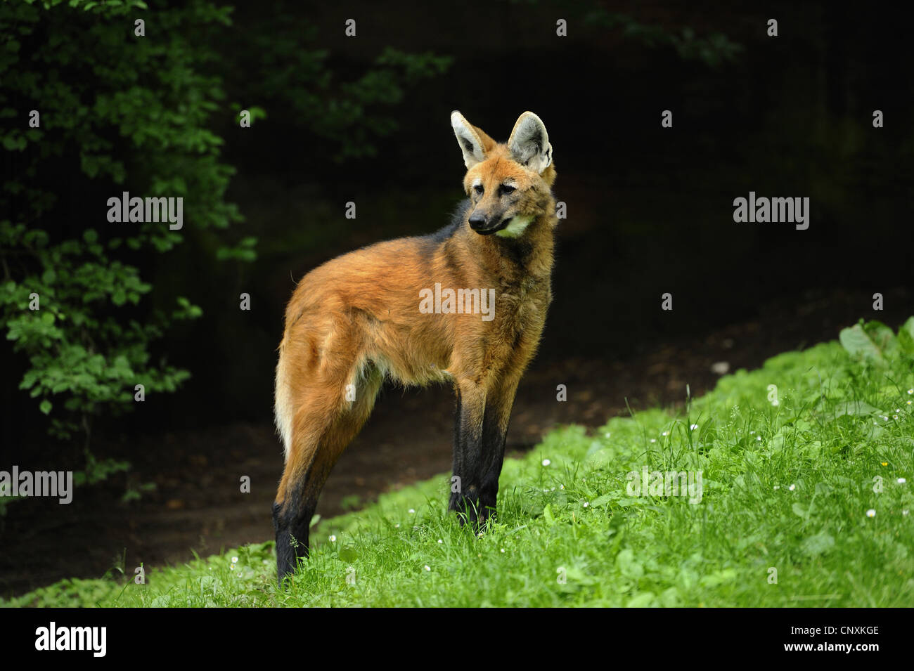 maned wolf (Chrysocyon brachyurus), standing on a clearing Stock Photo ...