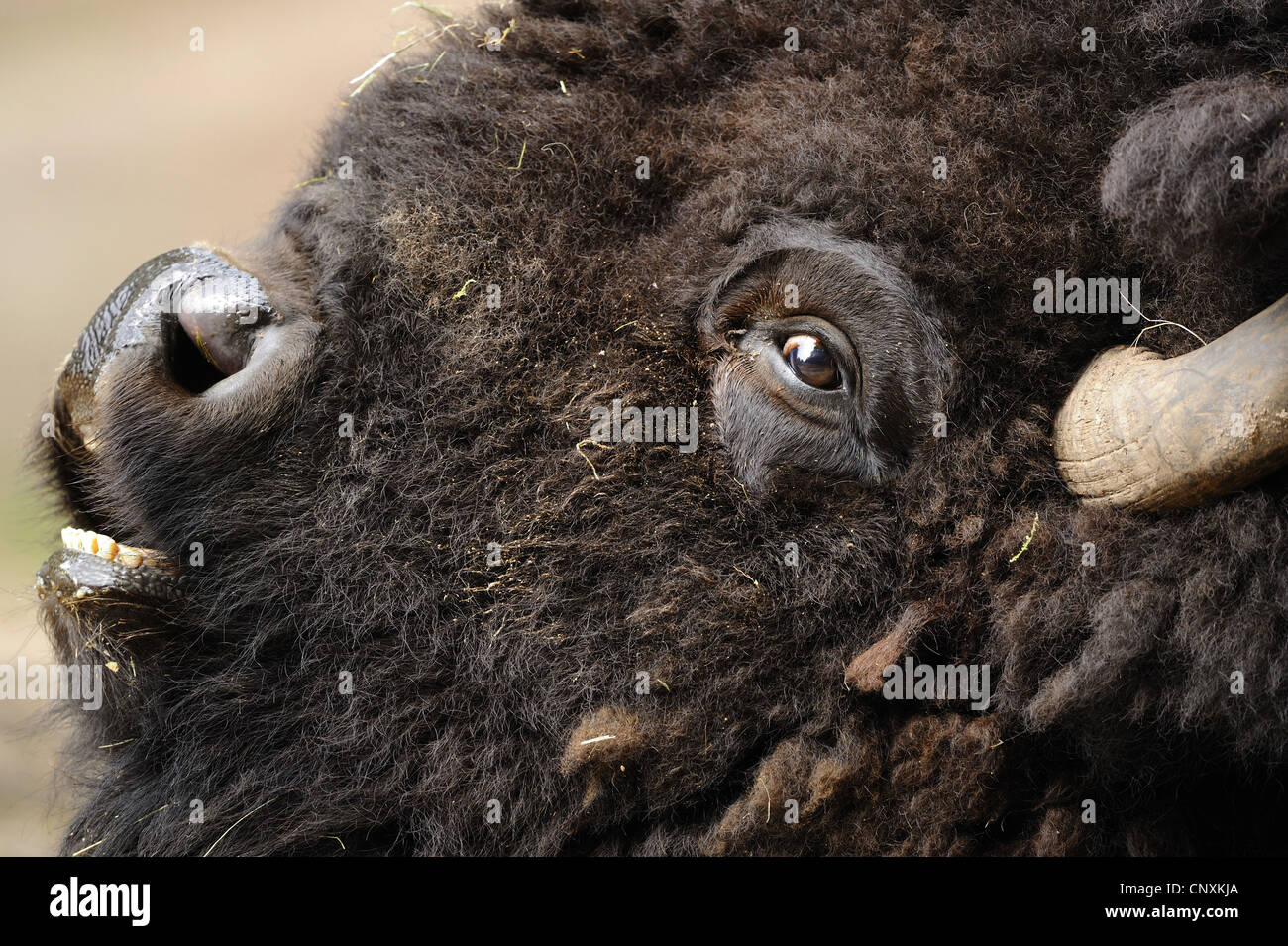 Side view bison american buffalo hi-res stock photography and images ...