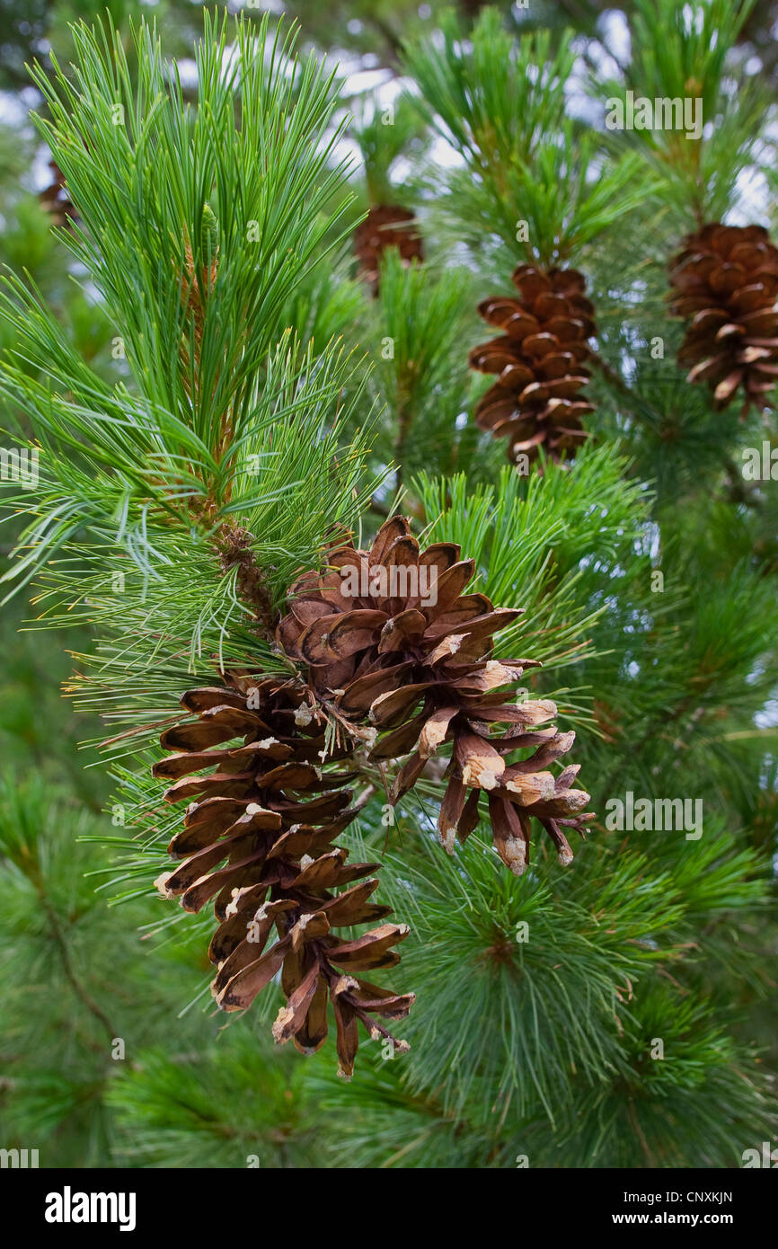Macedonian pine, Balkan pine (Pinus peuce), cones on a tree Stock Photo ...