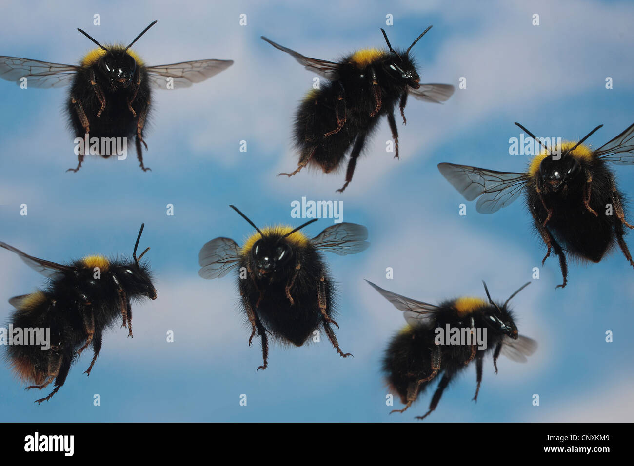 Bumblebee in flight Stock Photo - Alamy
