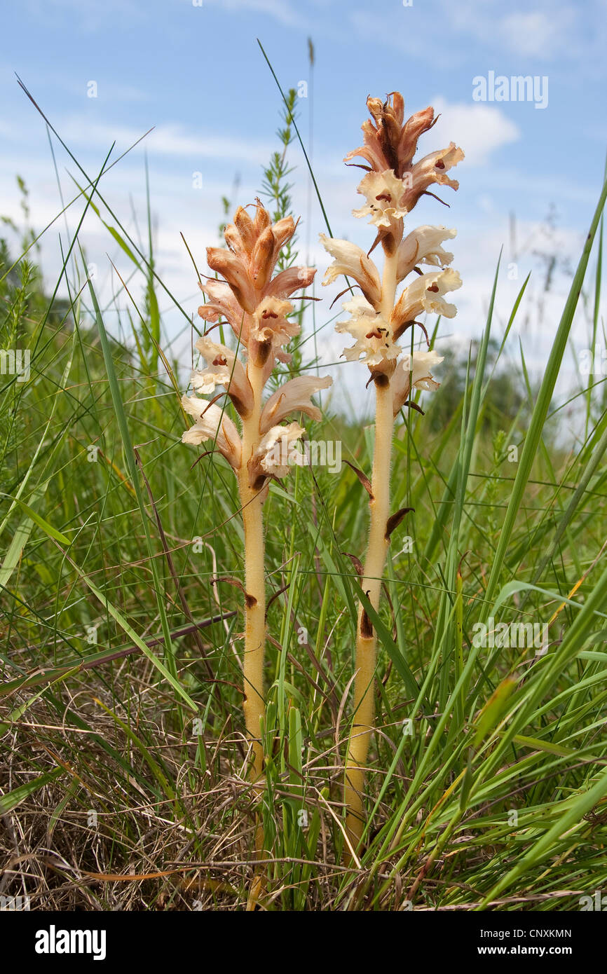 Yellow Broomrape High Resolution Stock Photography and Images - Alamy