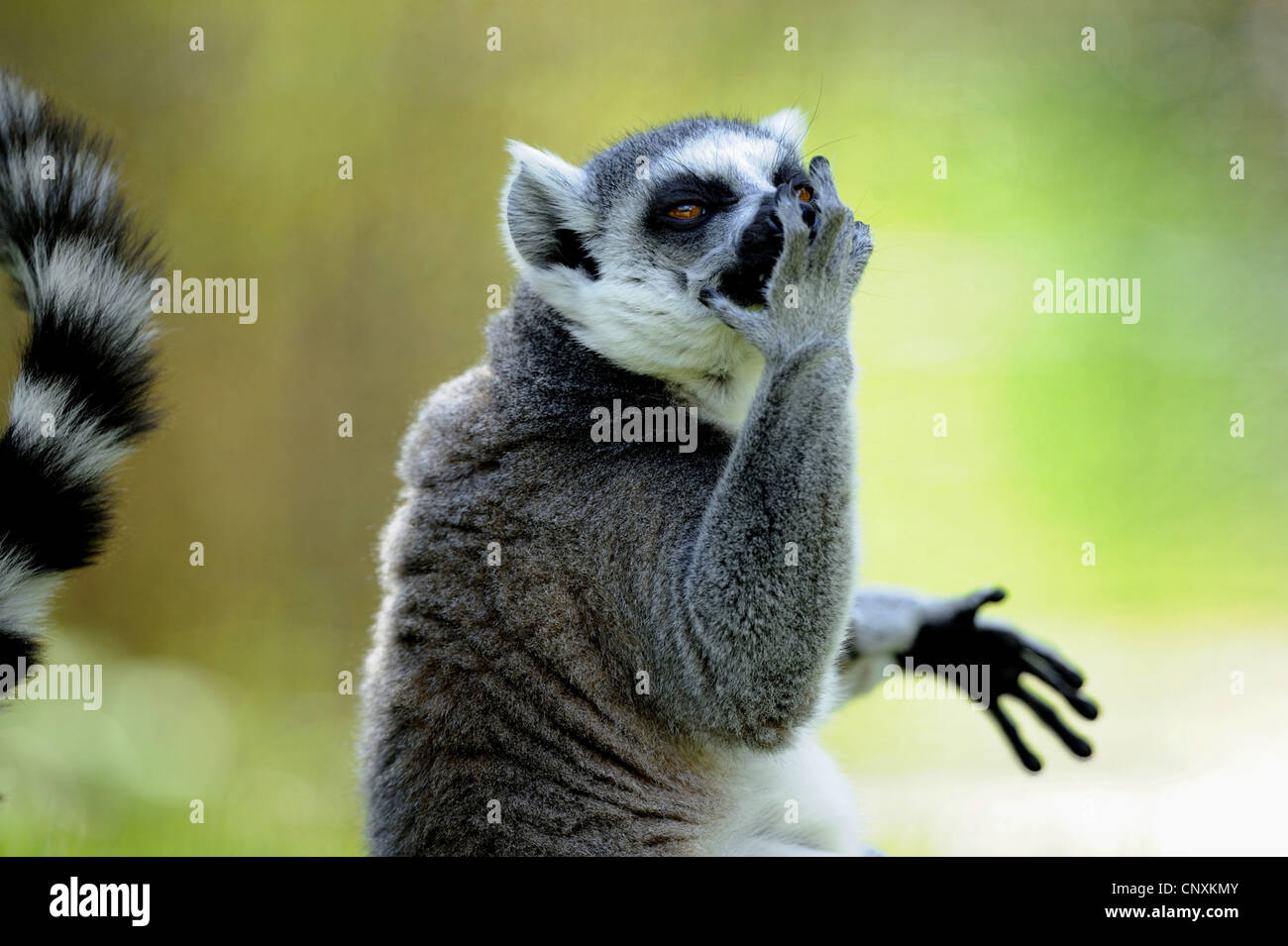 Lemur Hand Meme
