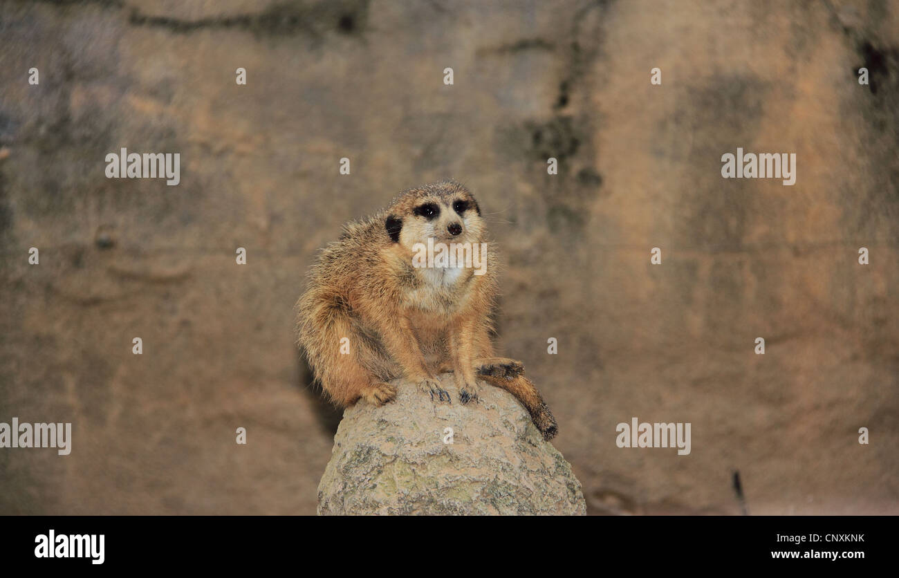 Mongoose gang hi-res stock photography and images - Alamy