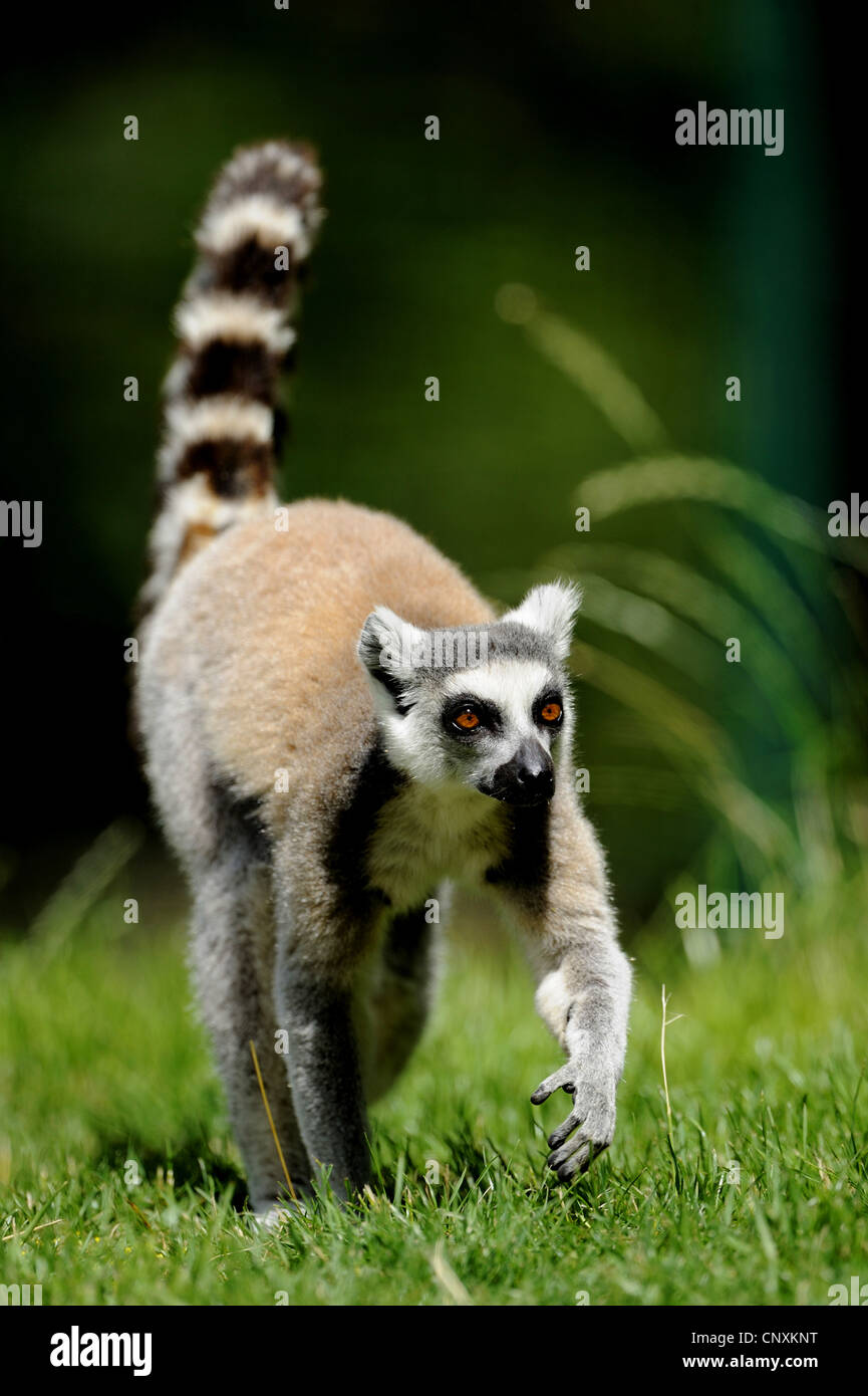 ring-tailed lemur (Lemur catta), running in meadow Stock Photo - Alamy