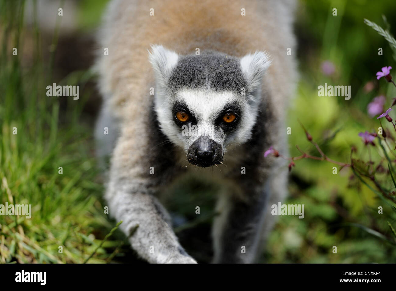 ring-tailed lemur (Lemur catta), front view Stock Photo - Alamy