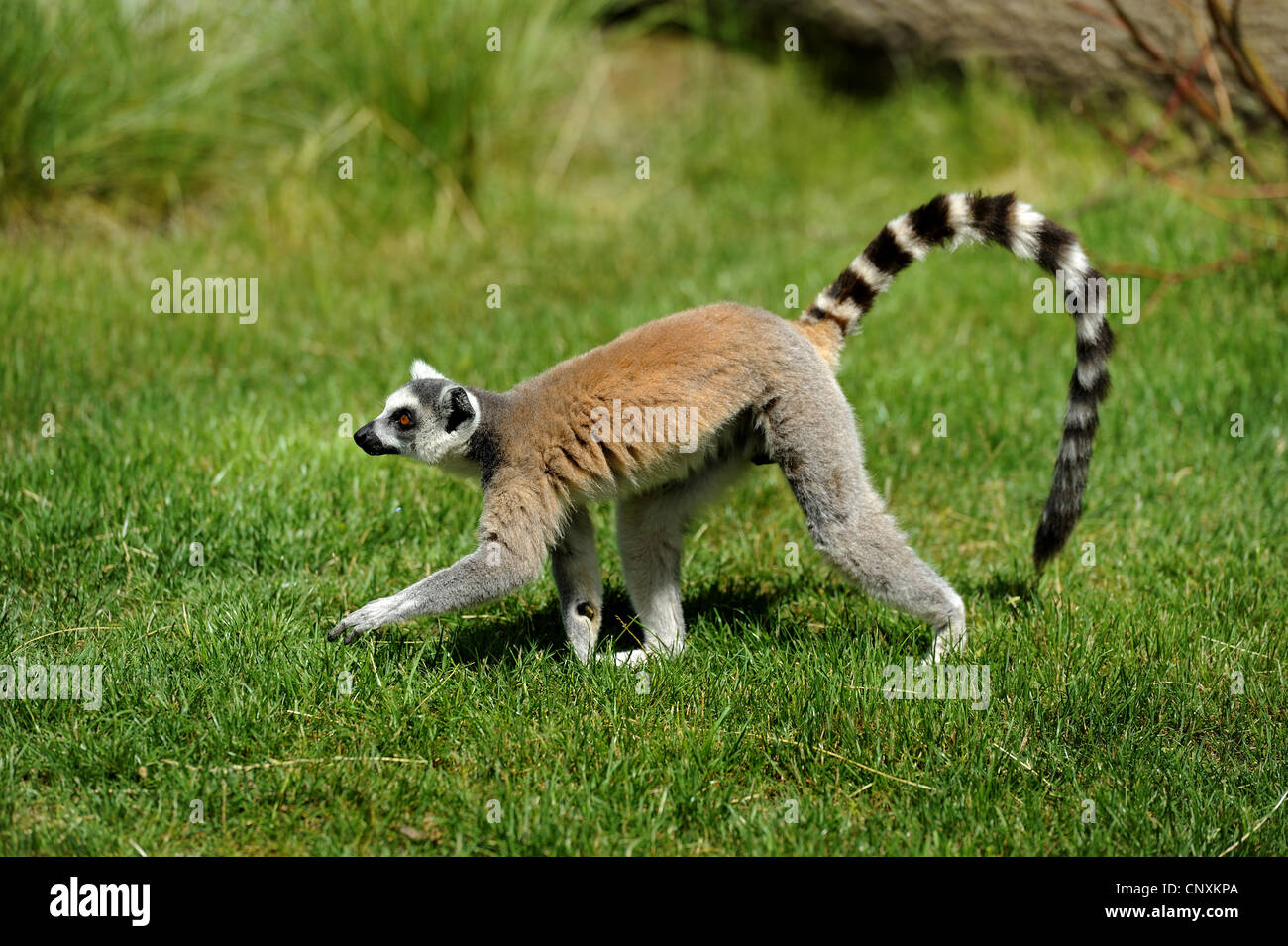 Lemur walking hi-res stock photography and images - Alamy