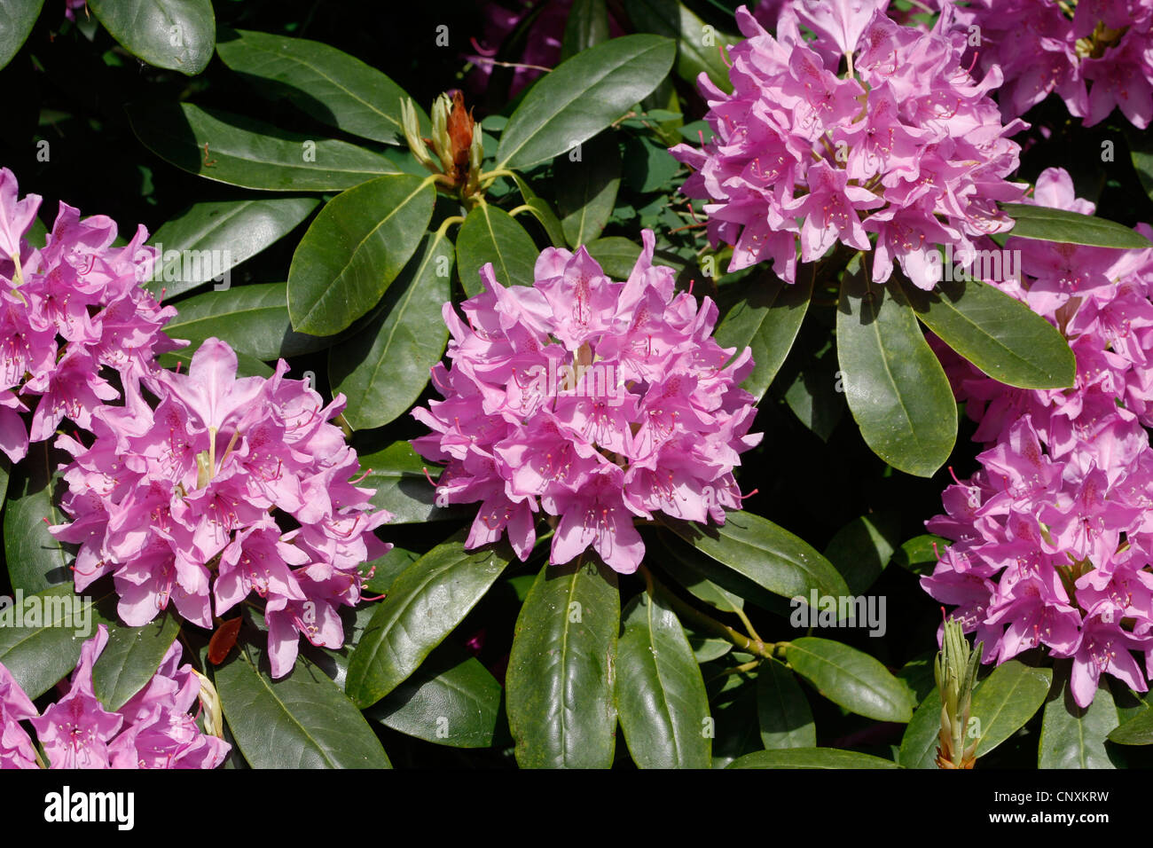 Catawba rhododendron, Catawba rose bay (Rhododendron catawbiense ...