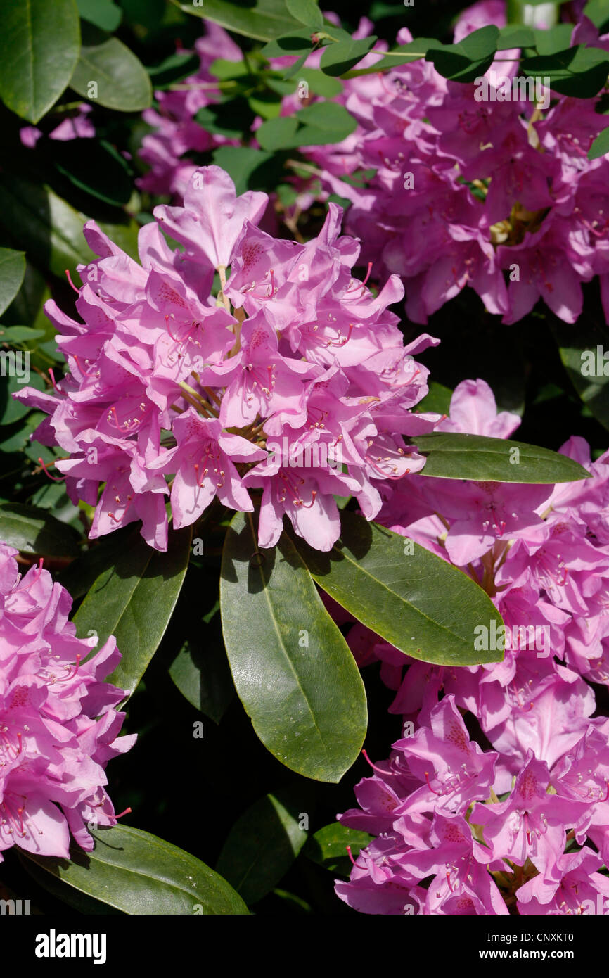 Catawba rhododendron, Catawba rose bay (Rhododendron catawbiense ...