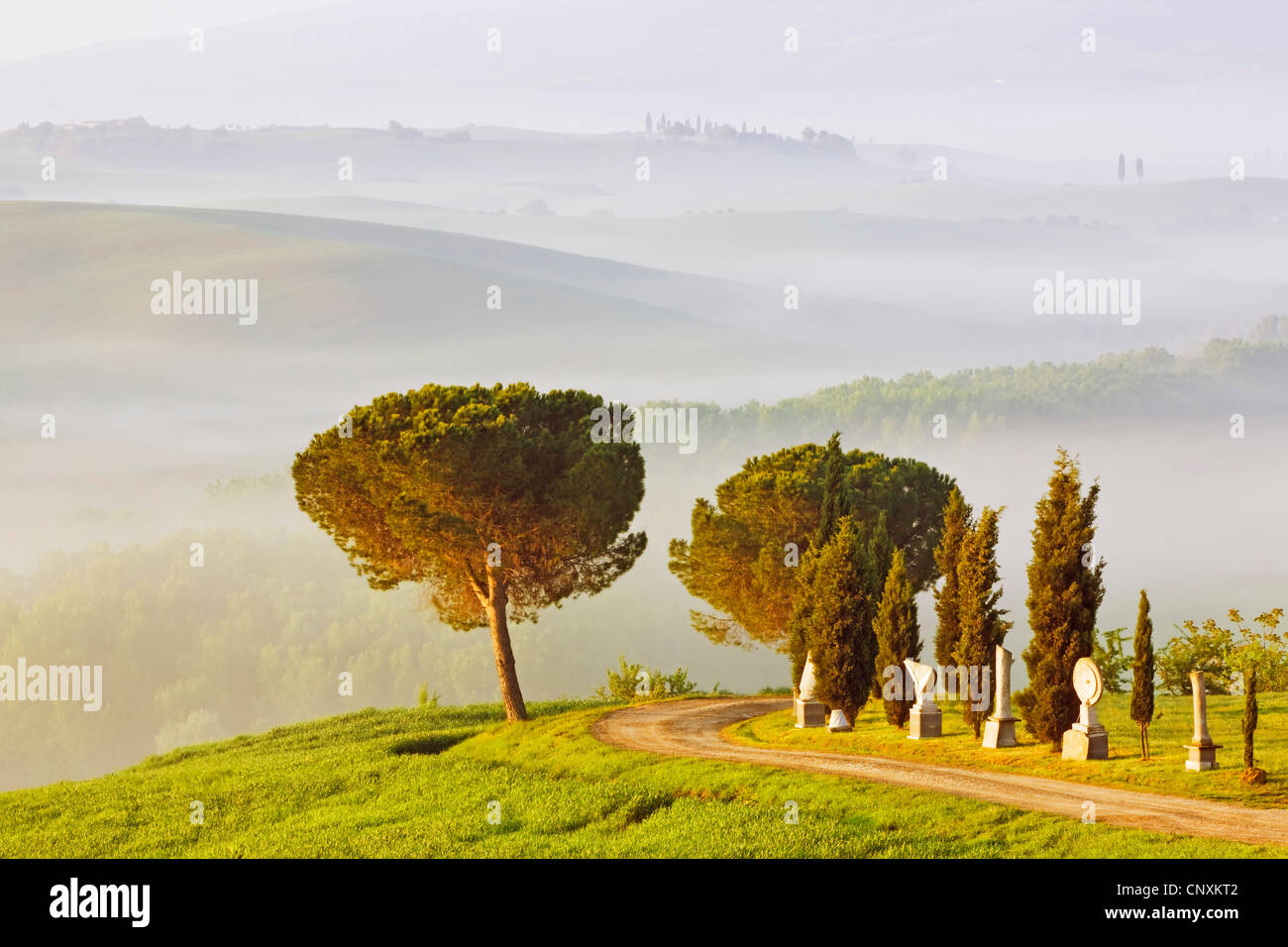 Italian cypress (Cupressus sempervirens), with pines in morning mist ...