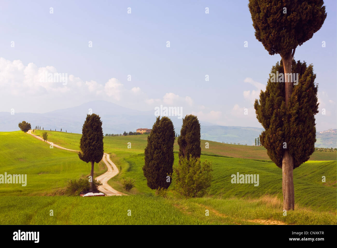 Mediterranean cypress cupressus sempervirens hi-res stock photography ...