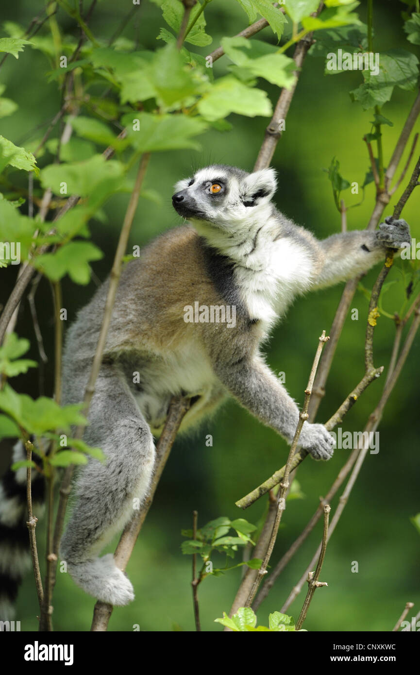 ring-tailed lemur (Lemur catta), climbing in a bush Stock Photo - Alamy