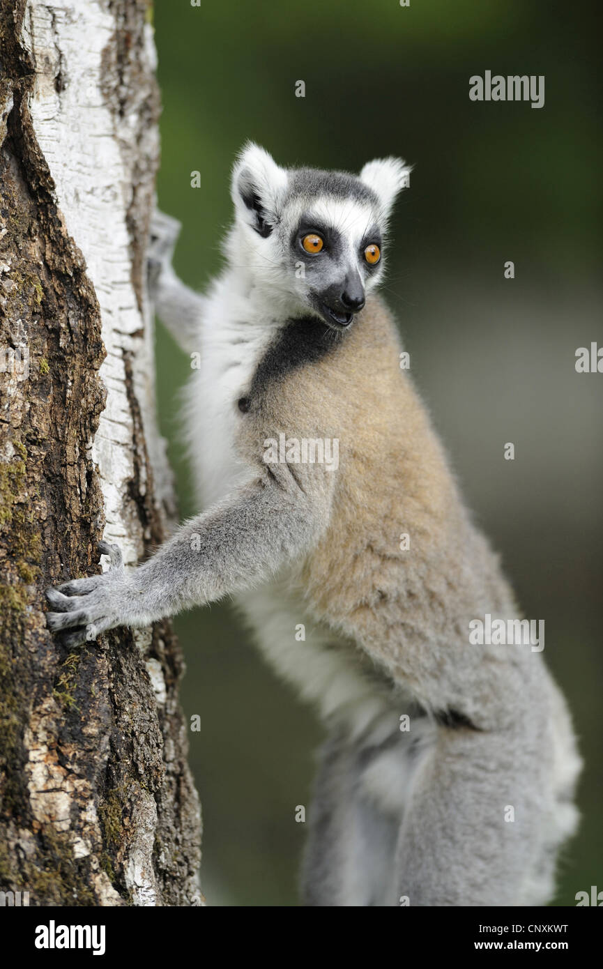 Ring tailed lemur climbing on tree hi-res stock photography and images ...
