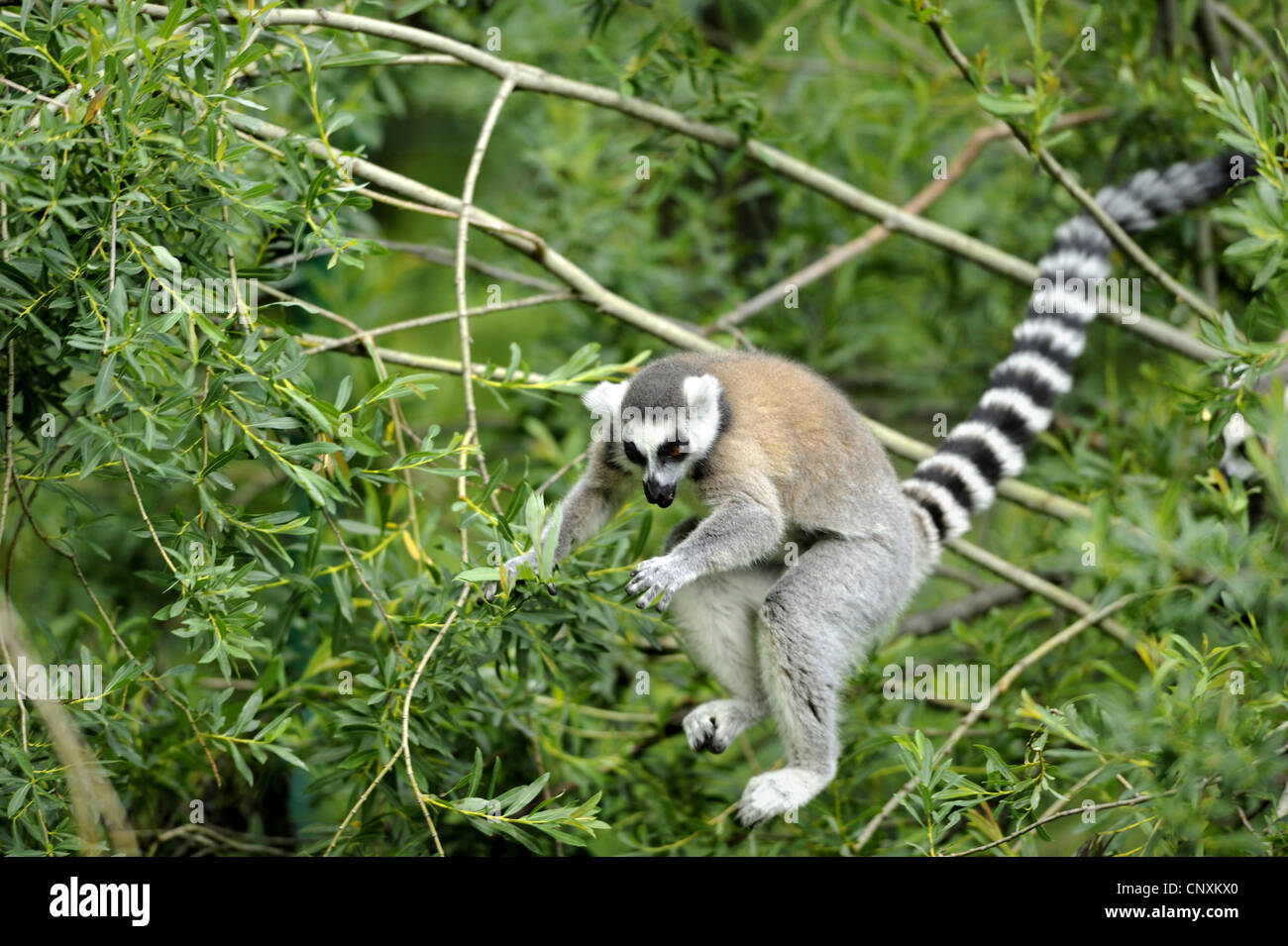 Leaping Lemur Leaping Lemur