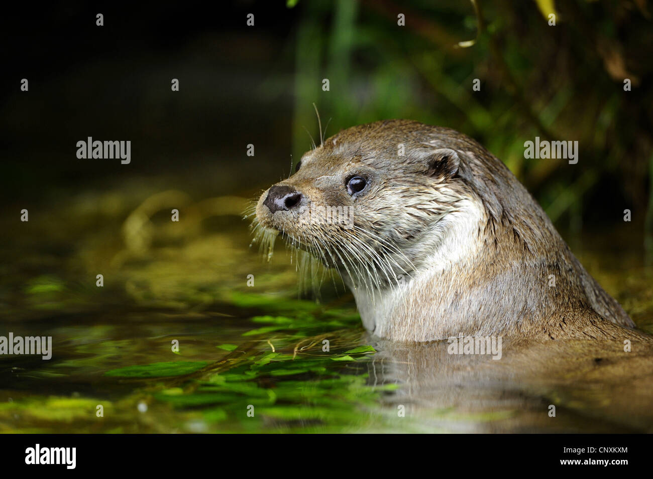 European river otter, European Otter, Eurasian Otter (Lutra lutra ...