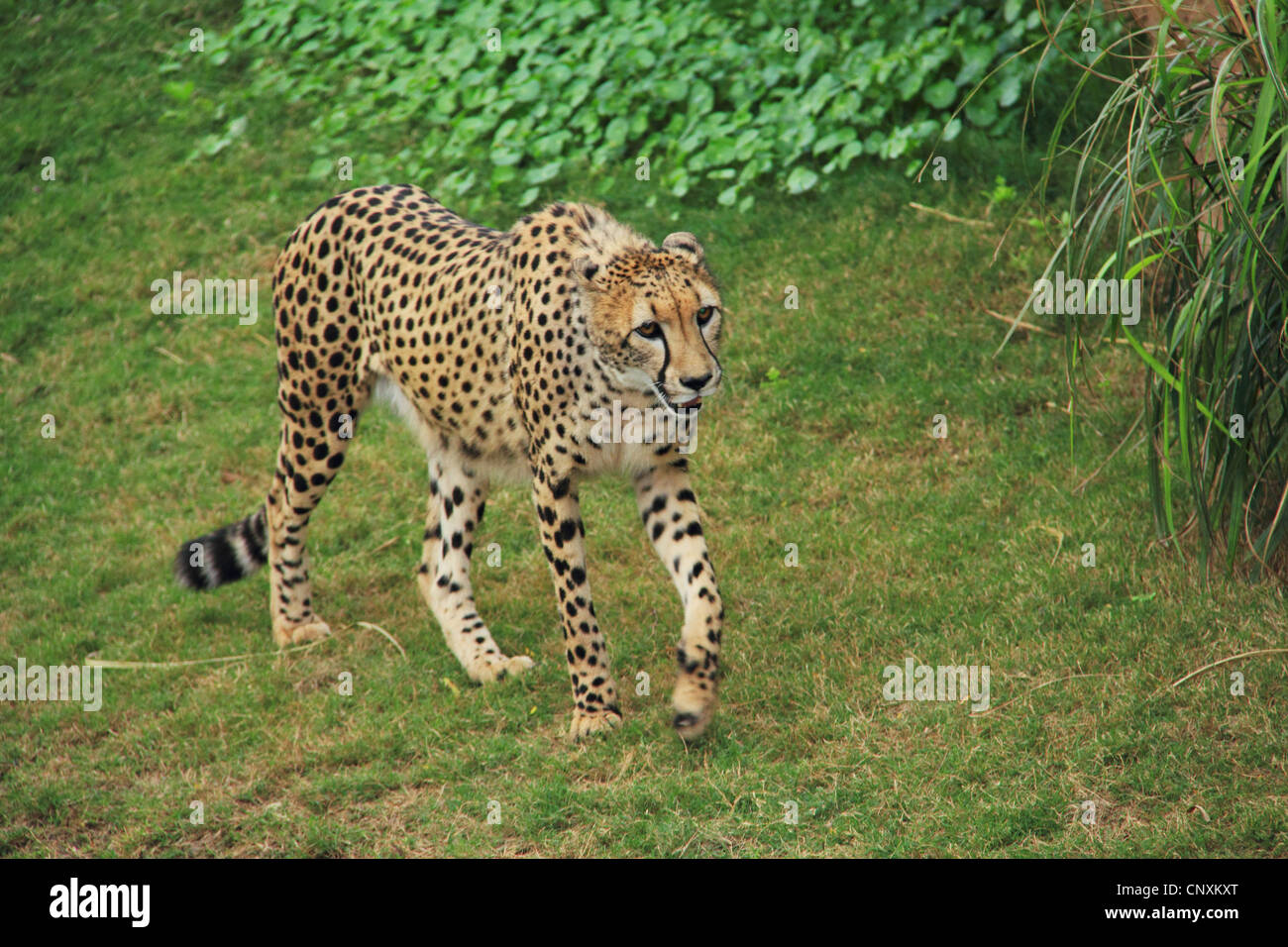 Cheetah walking in the grasslands Stock Photo - Alamy