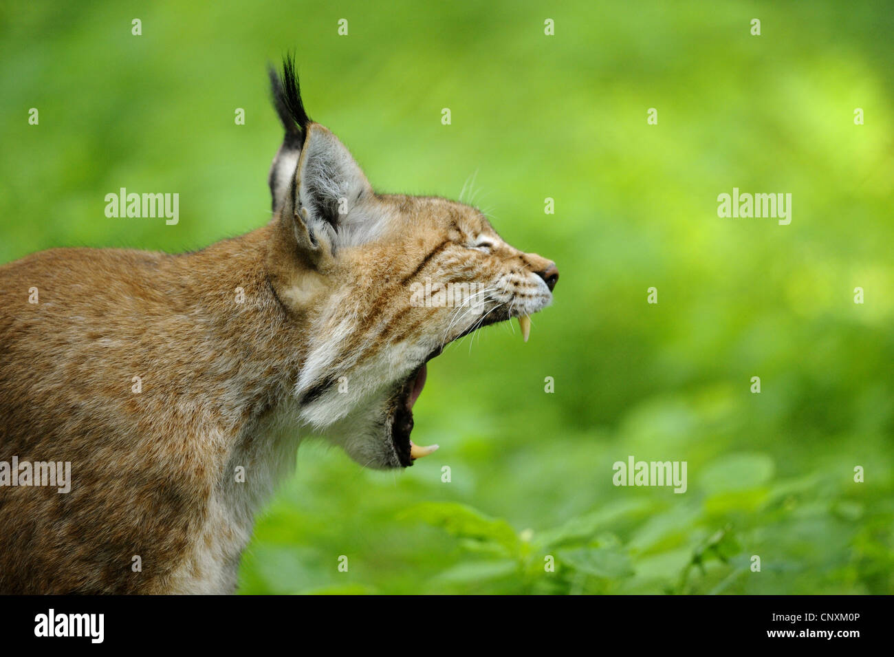 Eurasian lynx (Lynx lynx), yawning, Germany Stock Photo - Alamy